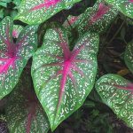 9 Perfect Heart Shaped Plants for Valentine’s Day | Just a Homeowner